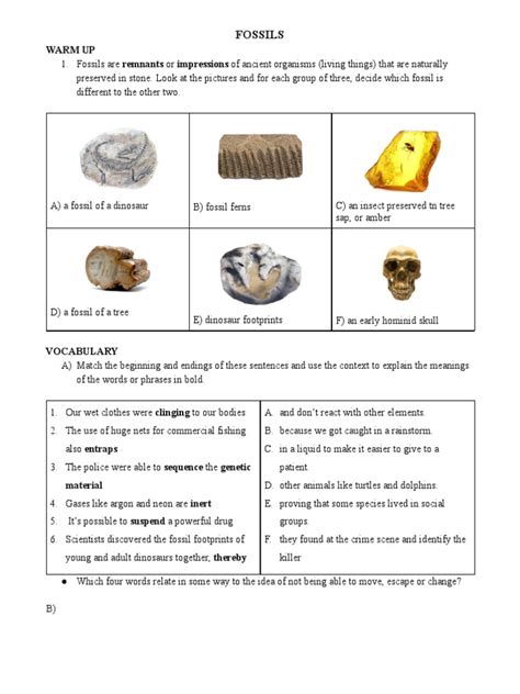 Fossils Pdf Fossil Mummy