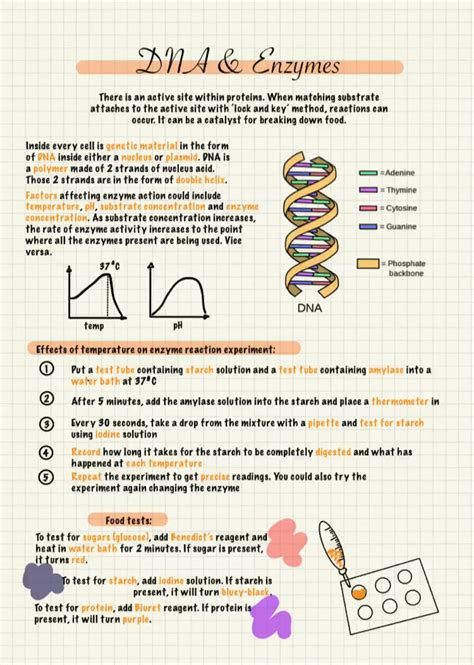 Dna Enzymes Aesthetic Revision Notes Artofit