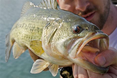 How To Catch Big Spring Bass B8lab Cast Catch Conquer™