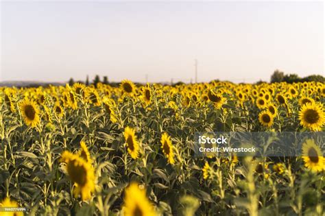 밝고 화창한 여름날 들판에서 자라는 큰 해바라기의 아름다운 전망 0명에 대한 스톡 사진 및 기타 이미지 0명 꽃 나무 꽃 식물 Istock