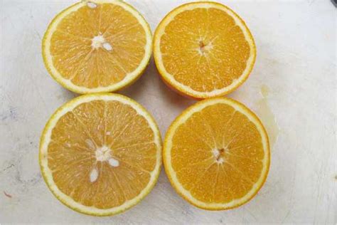 Simplifying Progressive Citrus Propagation Process A Priority Growing