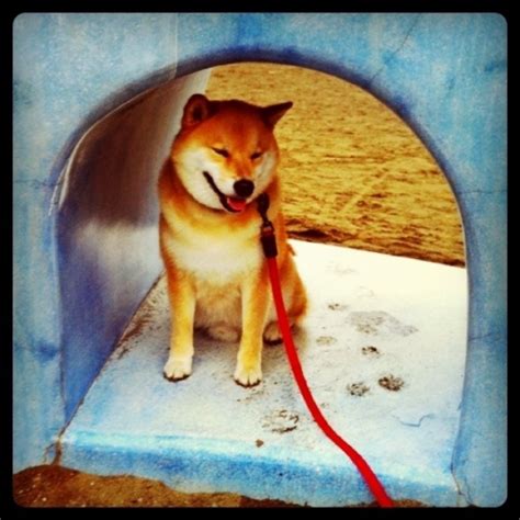 Gặp chú cún siêu hot trên mạng xã hội hiện nay