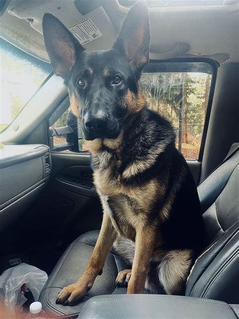 Lets Go Dad 💙 Rgermanshepherds