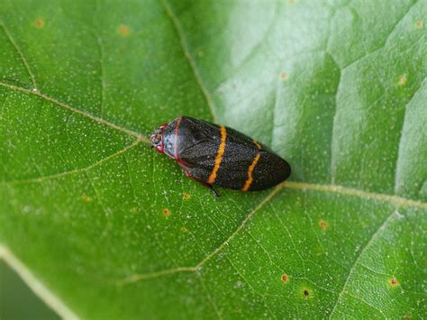 What Is A Spittlebug