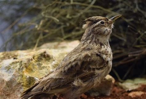 Pássaros Significado Na Espiritualidade E Simbologia Dicionário De