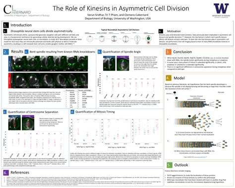 Pdf The Role Of Kinesins In Asymmetric Cell Division