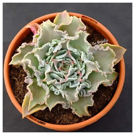 Pin by VERONICA on Cactus,suculentas crasas y plantas que me encantan ...