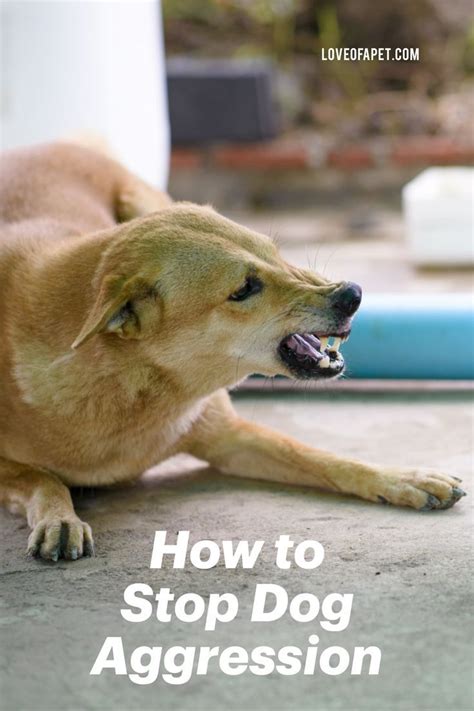 How to stop dog to dog aggression dog behavior advice from fenrir canine leaders – Artofit