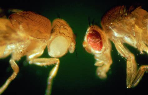 Fruit Fly Mutation Experiment At Jerry Magnuson Blog
