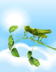 Grasshopper Royalty Free Vector Image VectorStock