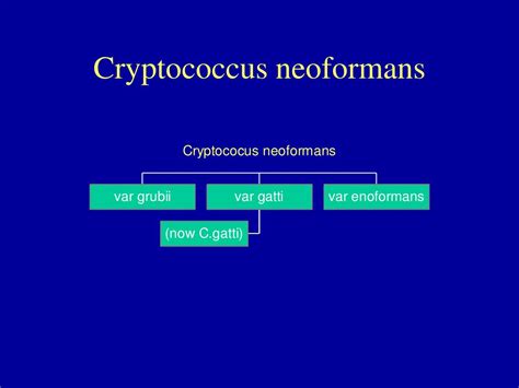 Ppt Cryptococcus Neoformans And Other Yeast Powerpoint Presentation Free Download Id 6773808