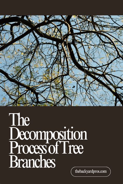 The Decomposition Process Of Tree Branches Fire Pit Backyard Tree