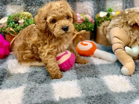 크림푸들 분양합니다499000 비숑프리제분양가 유기견 미니비숑 웰시코기분양 스피츠 요크셔테리어분양 먼치킨고양이 노르웨이숲고양이분양 강아지무료분양 고양이무료분양