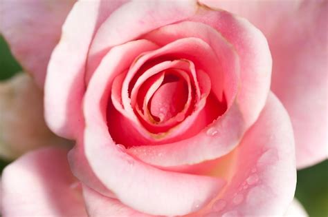 Premium Photo Close Up Of Pink Rose Premium Photo Close Up Of Pink Rose