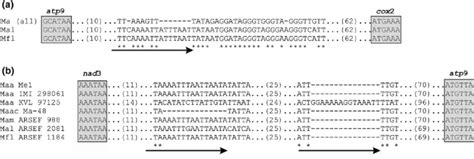 representative intergenic region nucleotide sequence alignments that