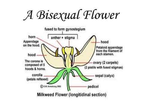Hermaphrodite Flowers Understanding Perfect Or Bisexual Flowers Pempaw