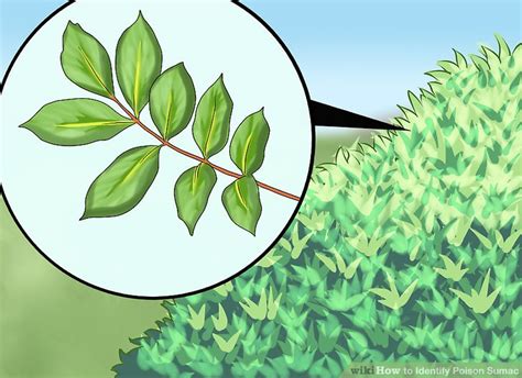 3 Easy Ways To Identify Poison Sumac With Pictures