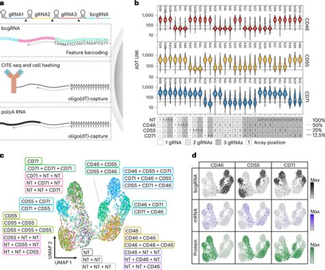 Carpool Seq Enables Combinatorial Gene Targeting With A Multimodal