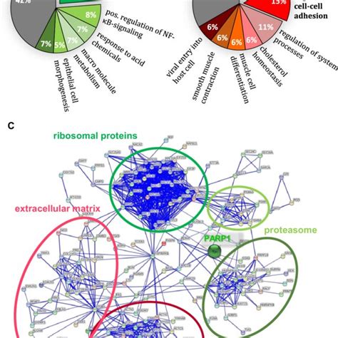 Functional Annotation Of Differentially Regulated Proteins A B Go Download Scientific Diagram