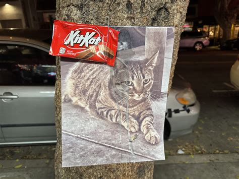 Waymo Confirms Its Car Killed Kitkat Mission Bodega Cat
