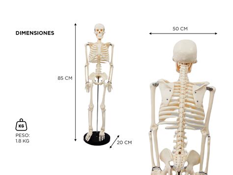Mini Esqueleto 85cm De Altura Gadnic