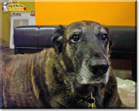 Jazz The German Shepherd Mix The Dog Of The Day German Shepherd Mix