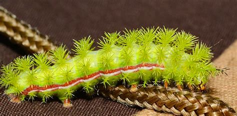 Green And Yellow Caterpillar Identification At Jason Davies Blog