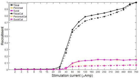 using compound neural action potentials for functional validation of a
