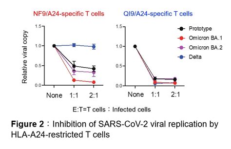 The Sars Cov 2 Omicron Ba1 Spike G446s Mutation Potentiates Antiviral T Cell Recognition 富山大学