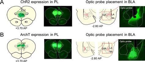 Figures And Data In Divergent Projections Of The Prelimbic Cortex