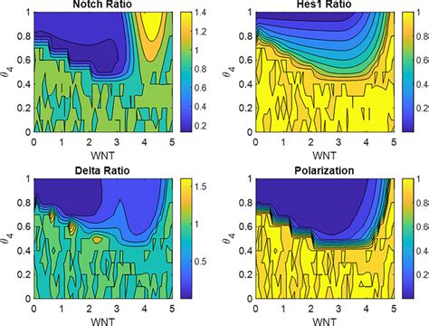Spatial Patterning From An Integrated Wnt β Catenin And Notch Delta Gene Circuit Abstract