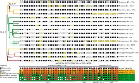 Chronogram And Morphological Ancestral Character State Estimation For