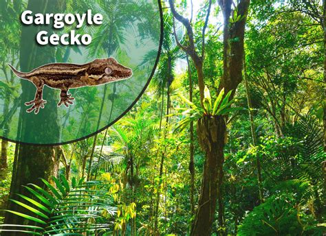 Leopard Gecko Habitat Kit