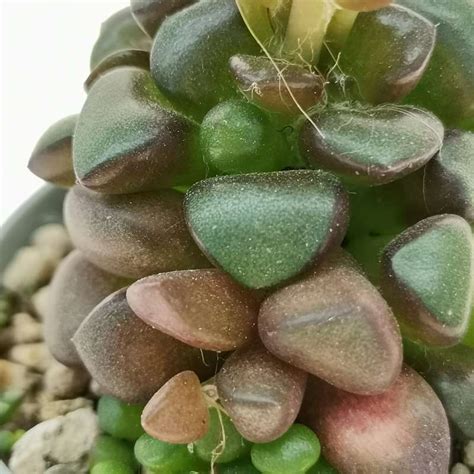 Anacampseros Vanthielii Aneonus Pass 65 Cm Portulaceae Giromagi