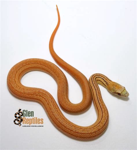 Striped Klumpers Albino Sd Gopher Gopher Snake By Glen Reptiles