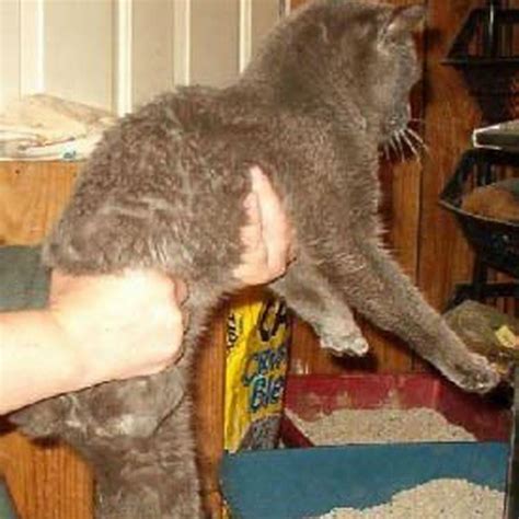 How Can I Feel My Cats Bladder Diy Seattle