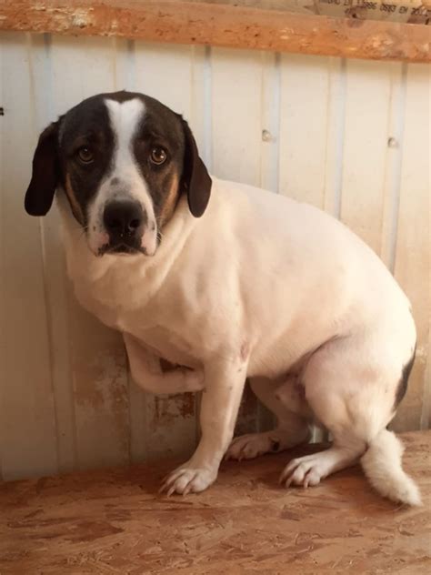 Câini Disponibili Pentru Adopție Aspa Bucuresti