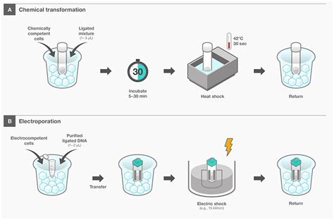 Bacterial Transformation Workflow4 Main Steps Thermo Fisher