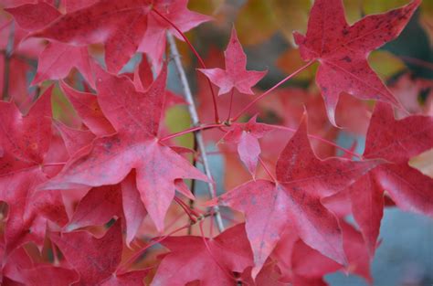 Buy Acer Truncatum Fire Dragon Shantung Maple — Mr Maple │ Buy