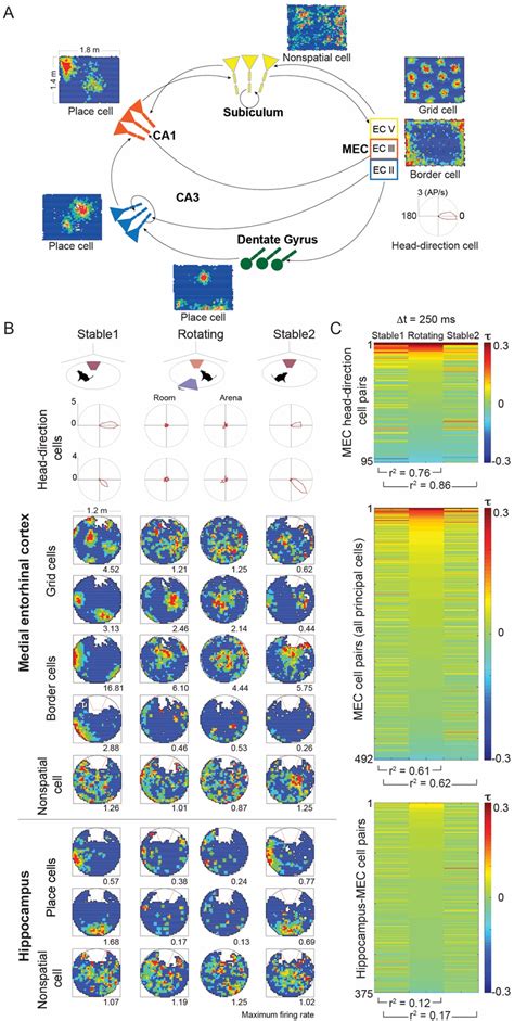 hippocampal network functional architecture for spatial cognition and