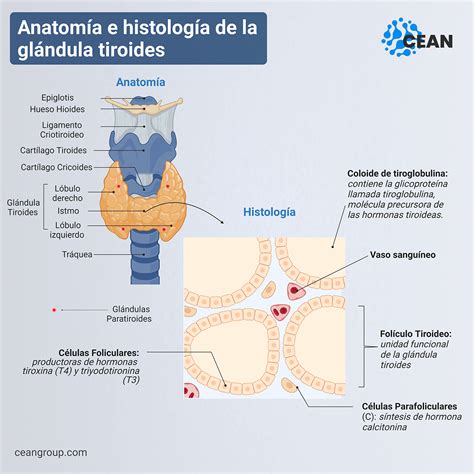 Que Es Tiroides Hiperactiva At Liam Hinkler Blog
