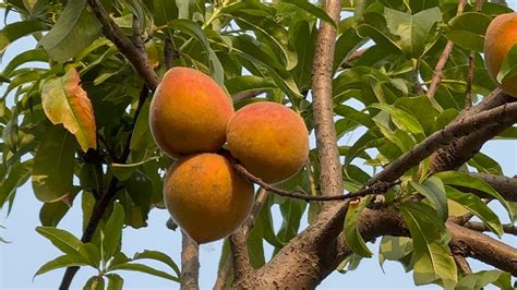 Plants Of Lahore Pakistan Prunus Persica Peach آڑو