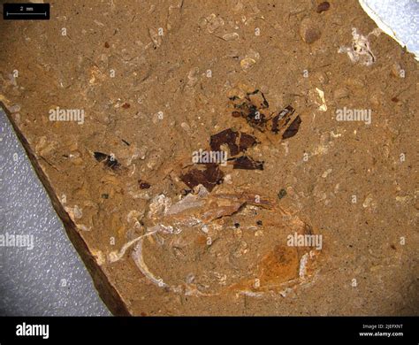 Bedding Plane Assemblage Of Associated Fauna Including Ostracods And