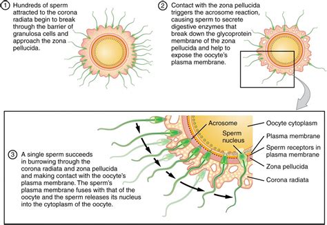 Fertilization Bio103 Human Biology
