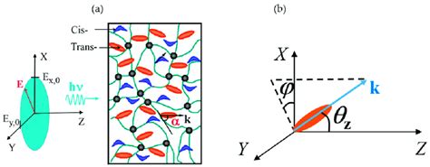 Model Of An Azobenzene Containing Polymer Network Under Irradiation
