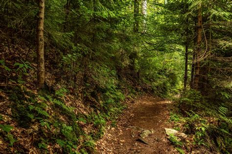 Dark Moody Forest Stock Image Colourbox