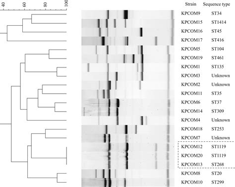 Rapid Simple Multi Locus Variable Number Tandem Repeat Analysis A Reliable Tool For Klebsiella