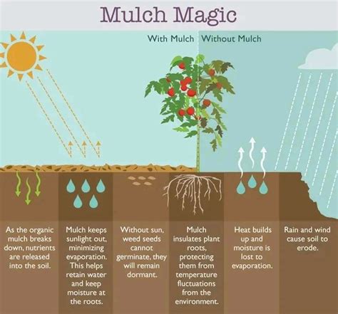 This Infographic Highlights The Benefits Of Using Mulch In Gardening
