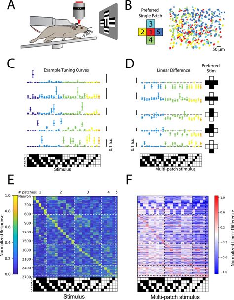 Figures And Data In Synthesis Of A Comprehensive Population Code For Contextual Features In The