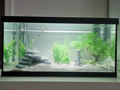 Simple Tropical Fish Tank Setup For Beginners Ad